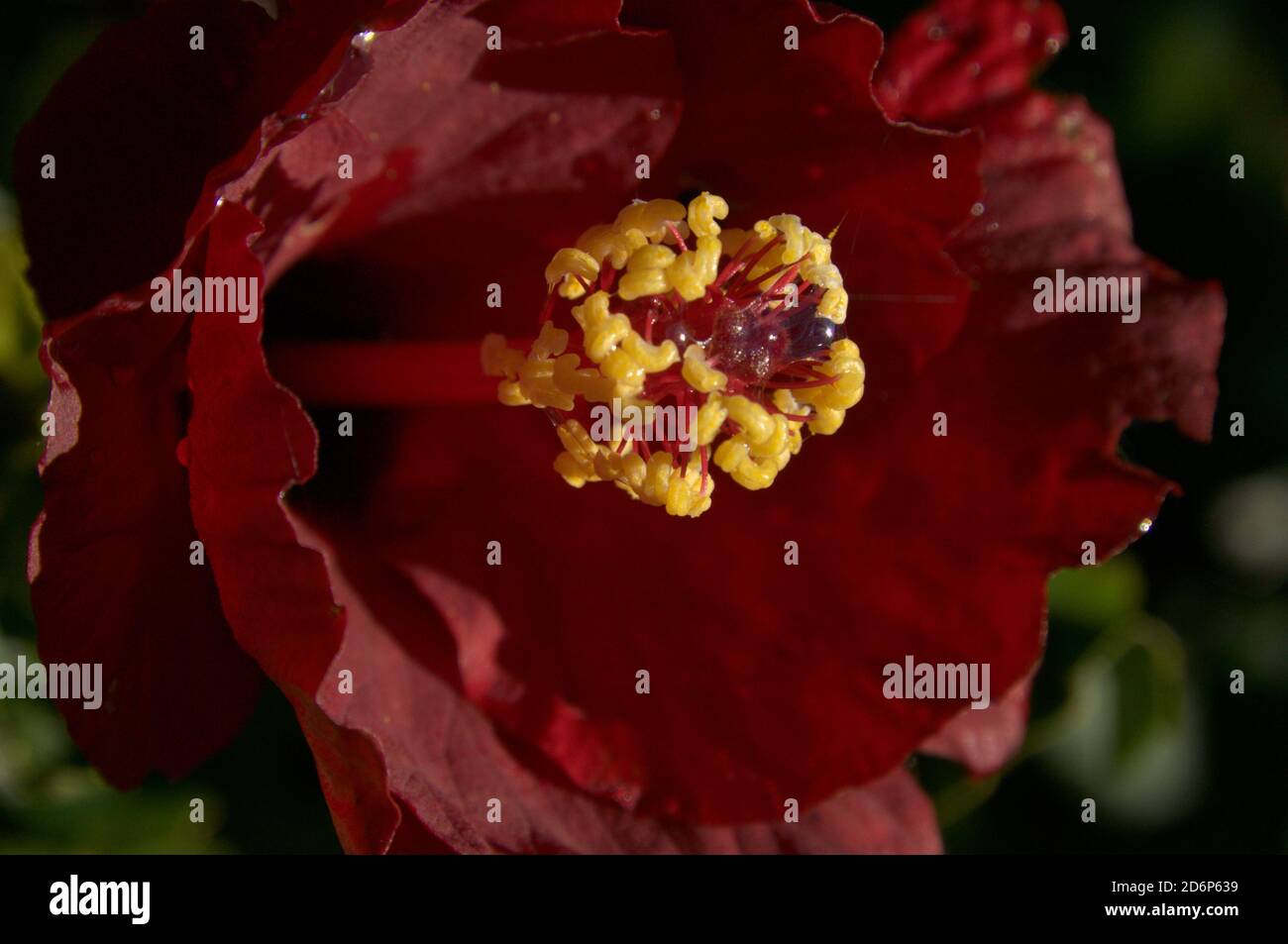 Deep red Hibiscus flower in herbaceous border Stock Photo - Alamy