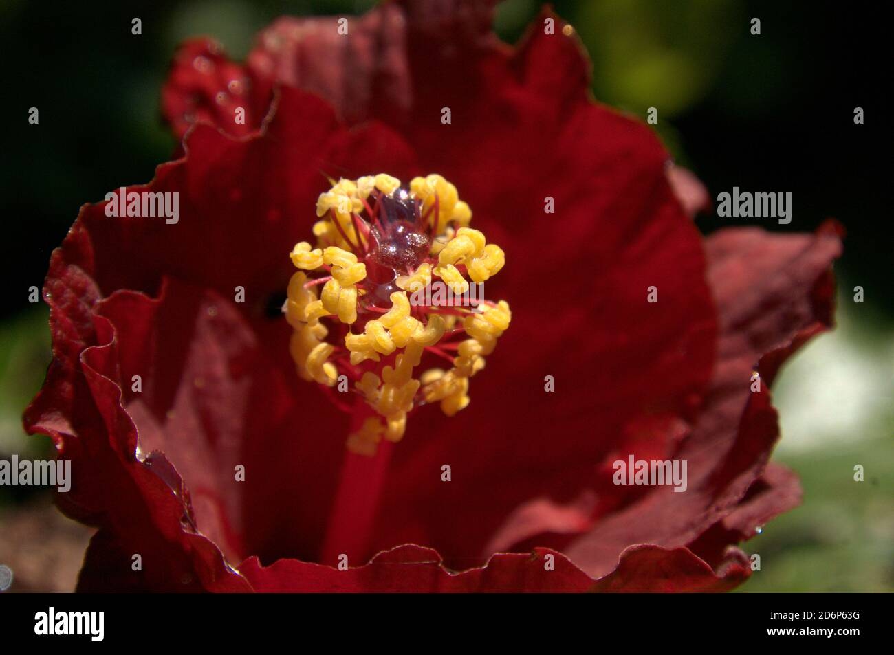 Deep red Hibiscus flower in herbaceous border Stock Photo - Alamy
