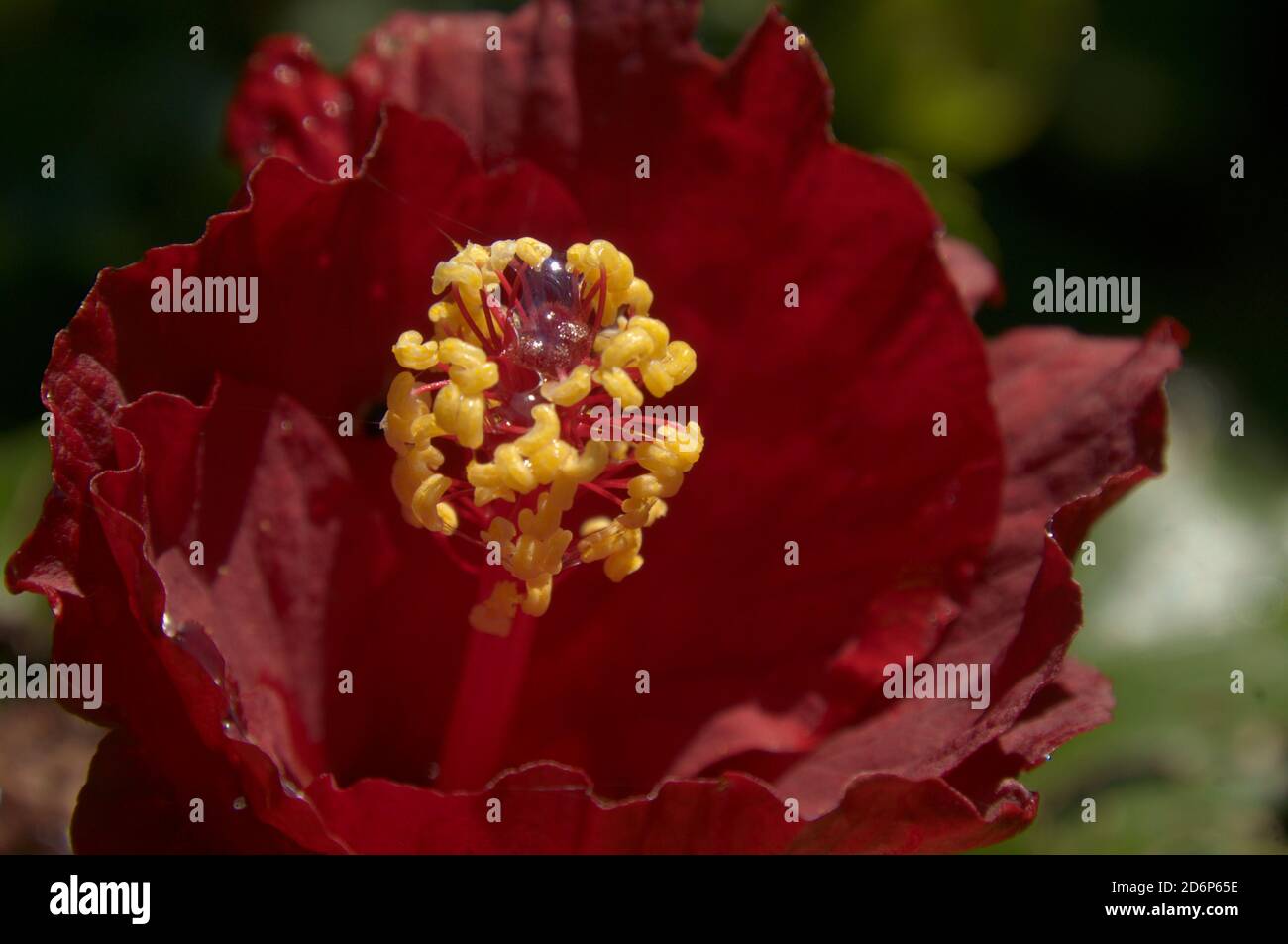 Deep red Hibiscus flower in herbaceous border Stock Photo - Alamy