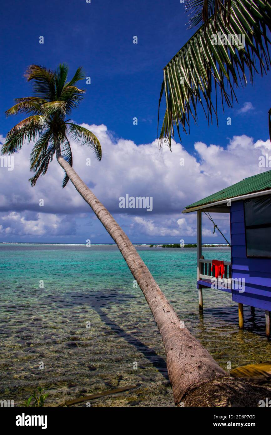TOBACCO CAYE, STANN CREEK DISTRICT / BELIZE - JUNE 2018: Palm tree and ...