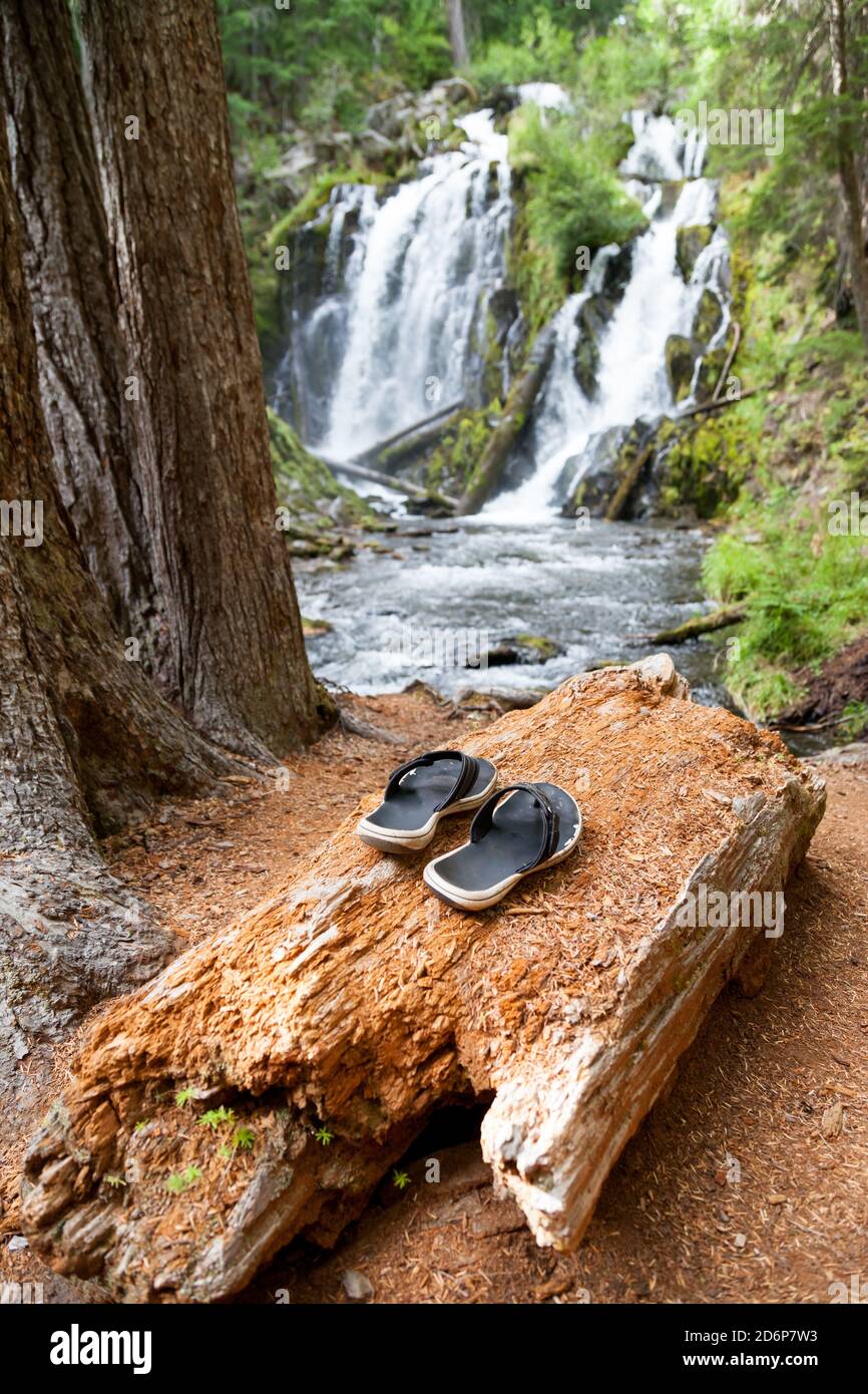 Black and white flip-flops laying on a decomposing log next to National ...