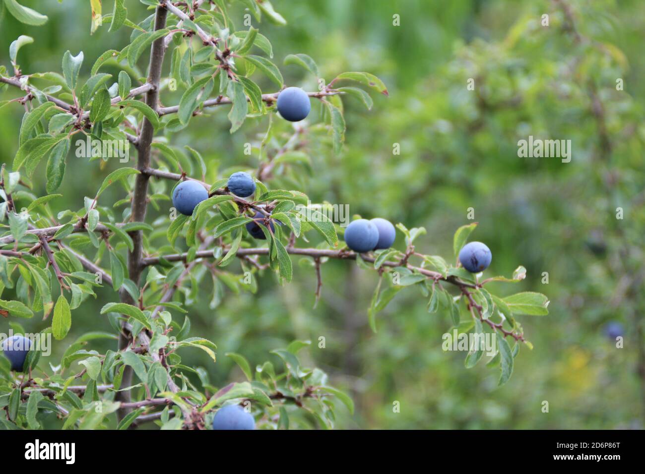 Growing sweet purple plums on the tree branches in the garden Stock ...