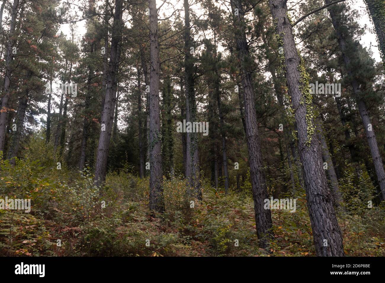 Forest of pine trees, typical Basque Country's forest Stock Photo - Alamy