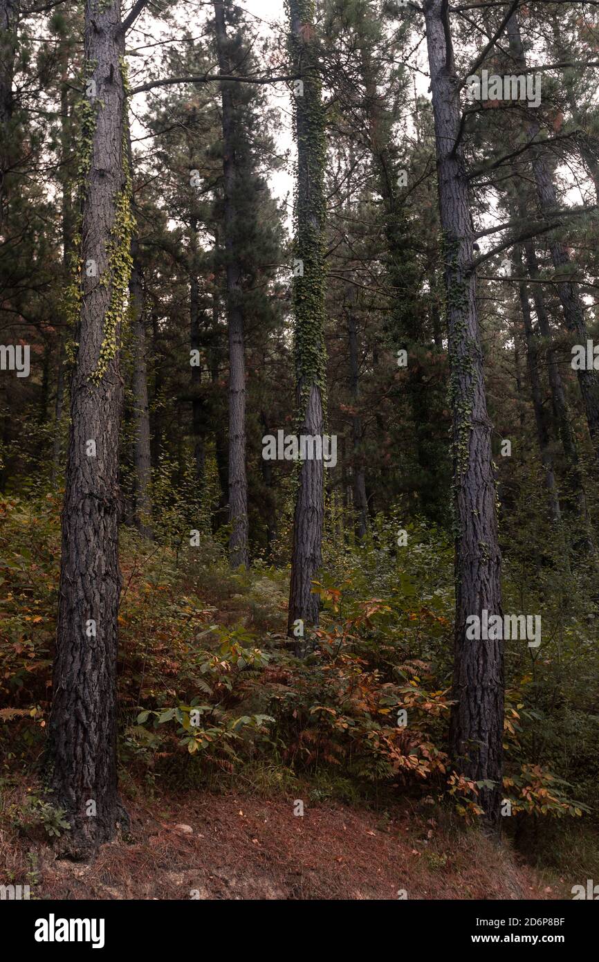 Forest of pine trees, typical Basque Country's forest Stock Photo - Alamy
