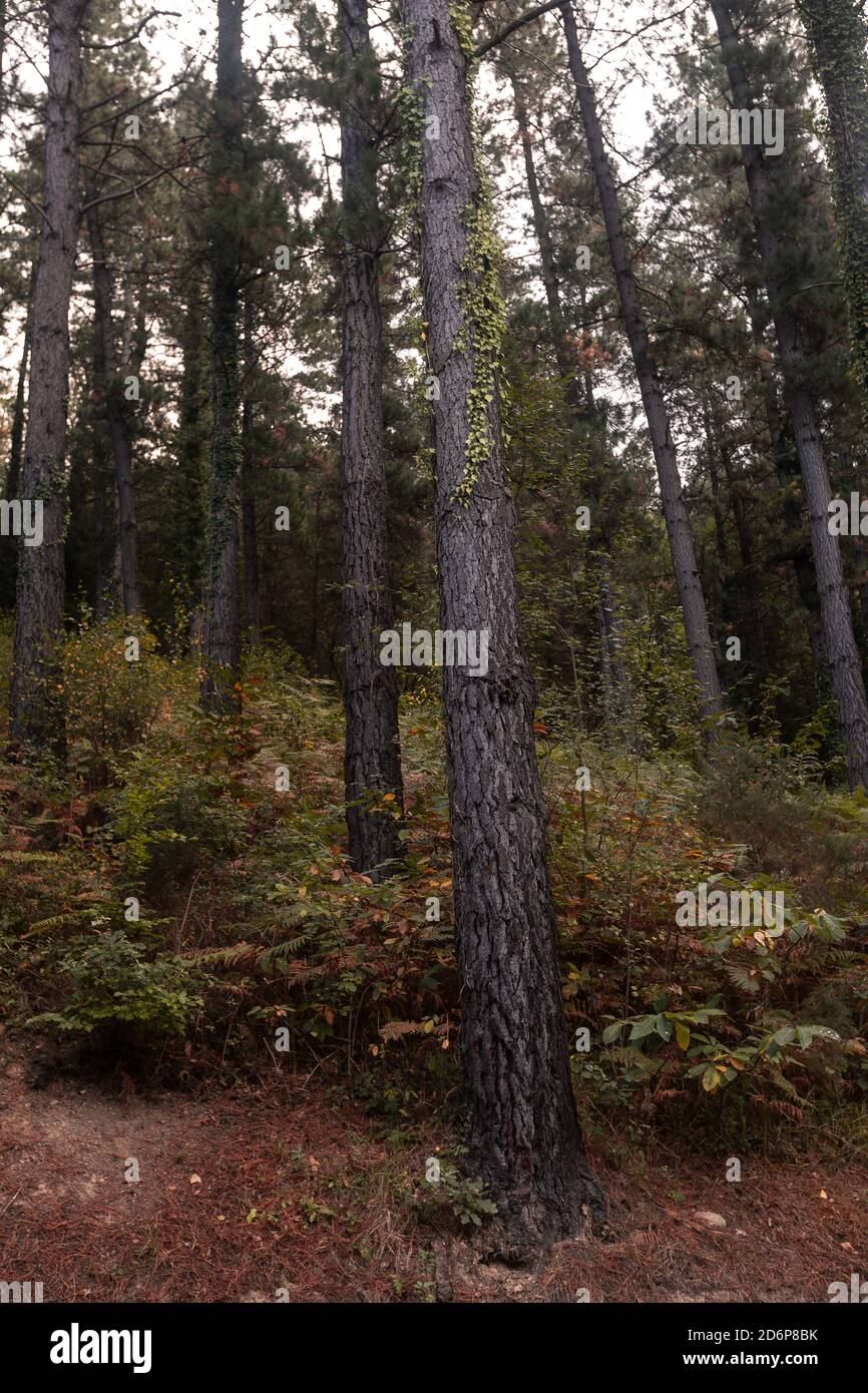 Forest of pine trees, typical Basque Country's forest Stock Photo - Alamy