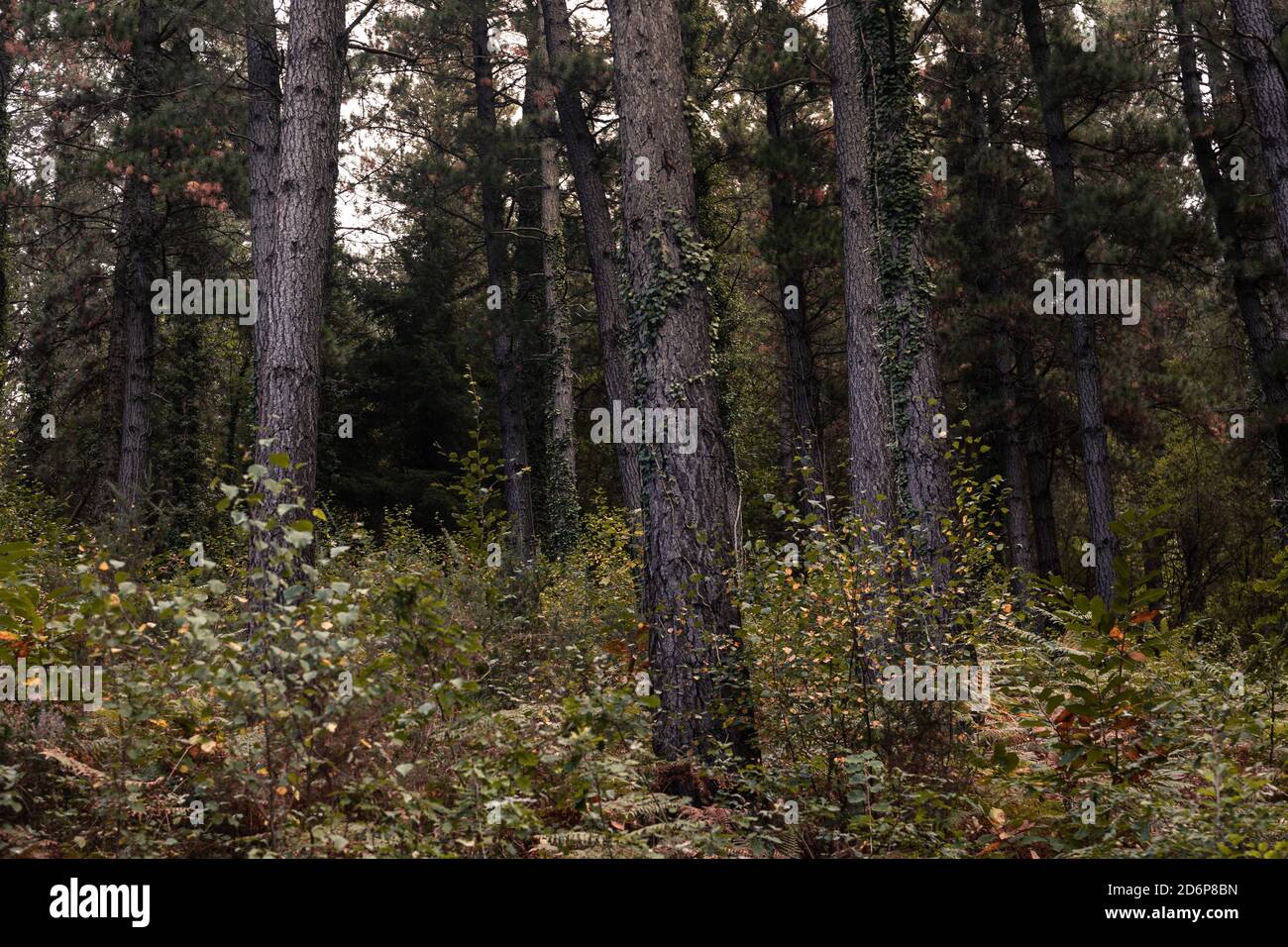 Forest of pine trees, typical Basque Country's forest Stock Photo - Alamy