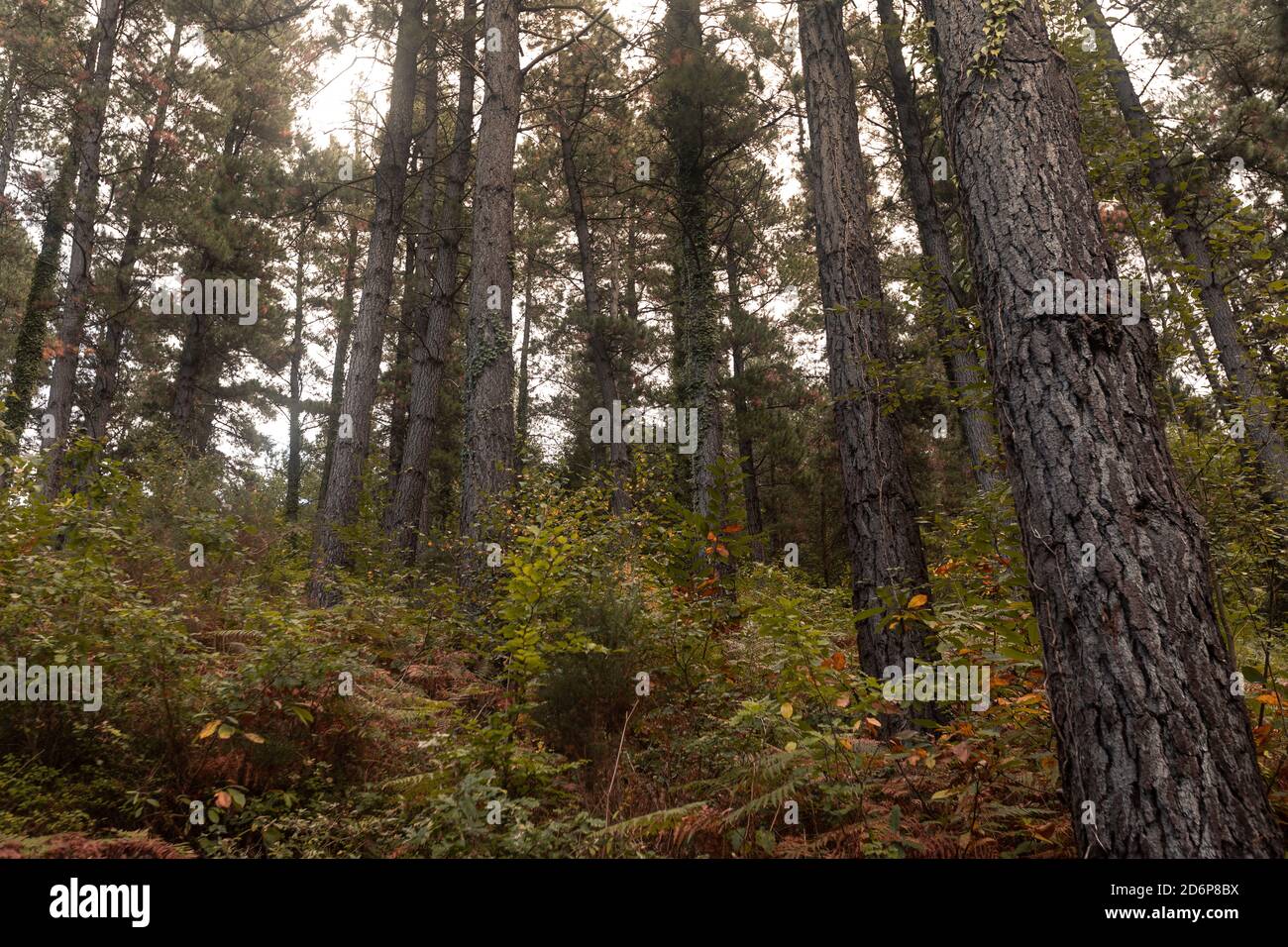 Forest of pine trees, typical Basque Country's forest Stock Photo - Alamy
