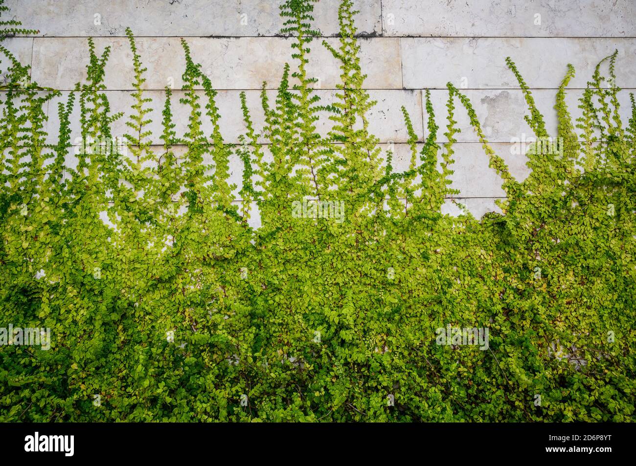 Closeup of creeping plants on a wall under the sunlight Stock Photo - Alamy