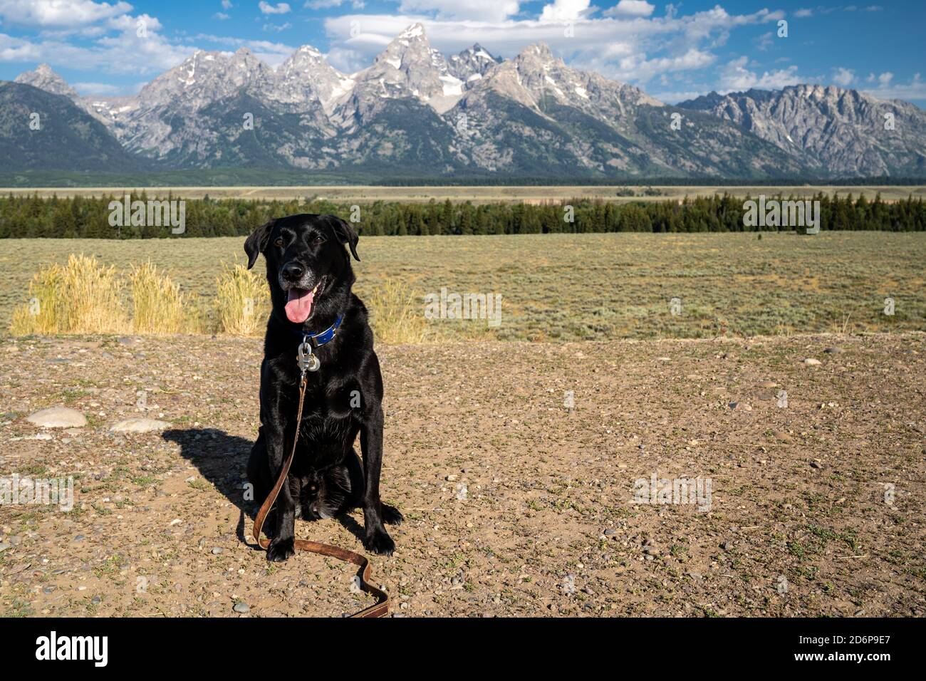 Cute black labrador retriever dog sits and poses in front of the Grand ...
