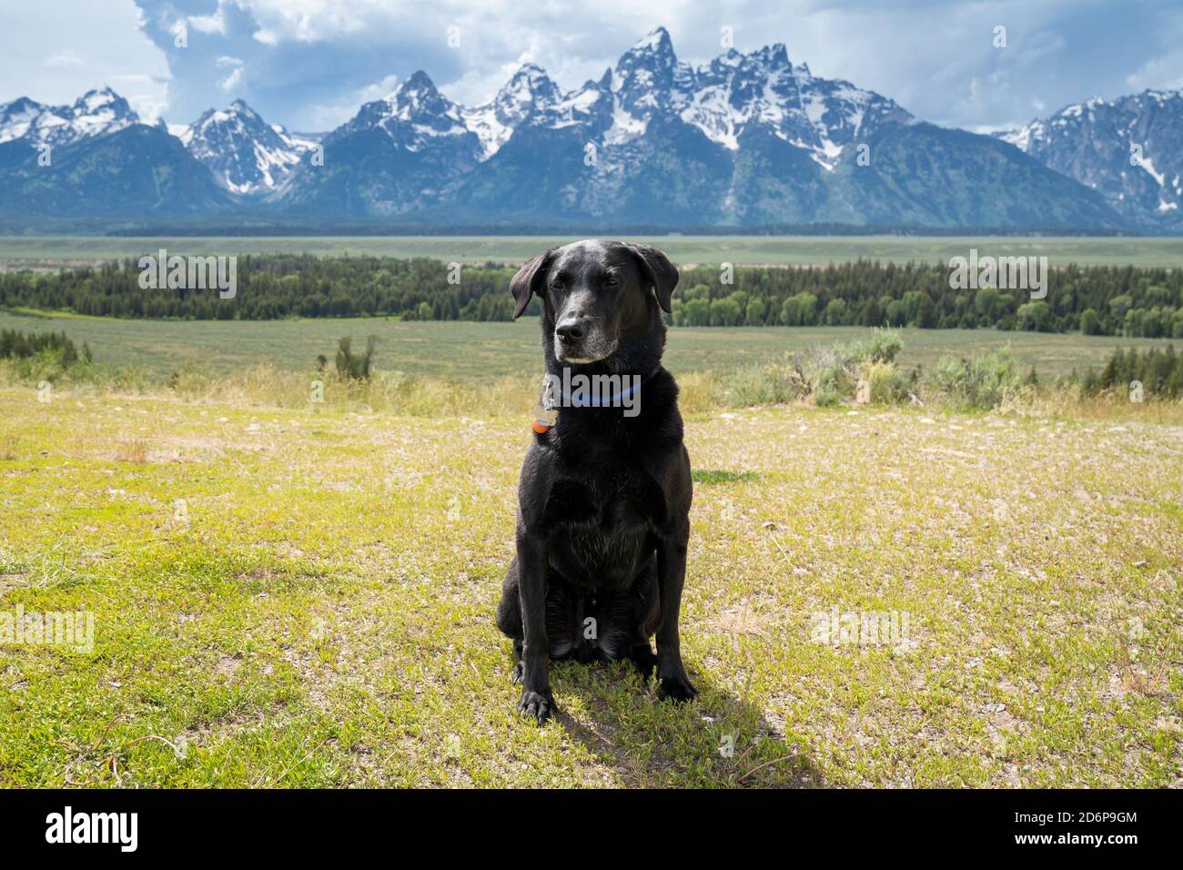 Stoic, sitting purebred Labrador Retriever dog poses in front of the ...