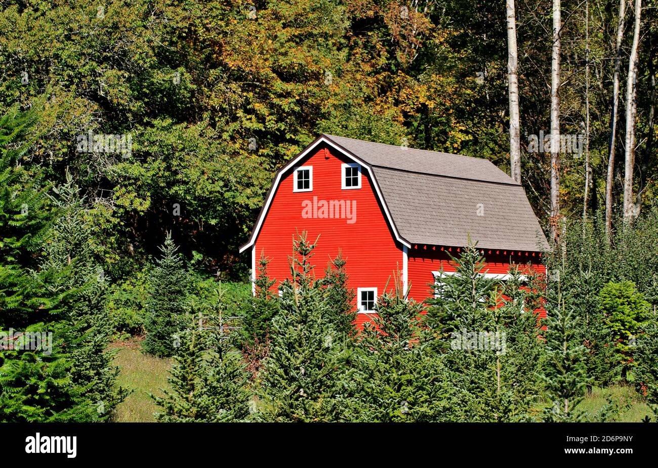 Red Barn in Forest Stock Photo - Alamy