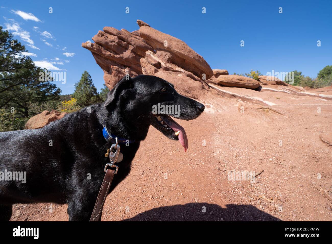 Cute black labrador retreiver explores Garden of the Gods Park in ...