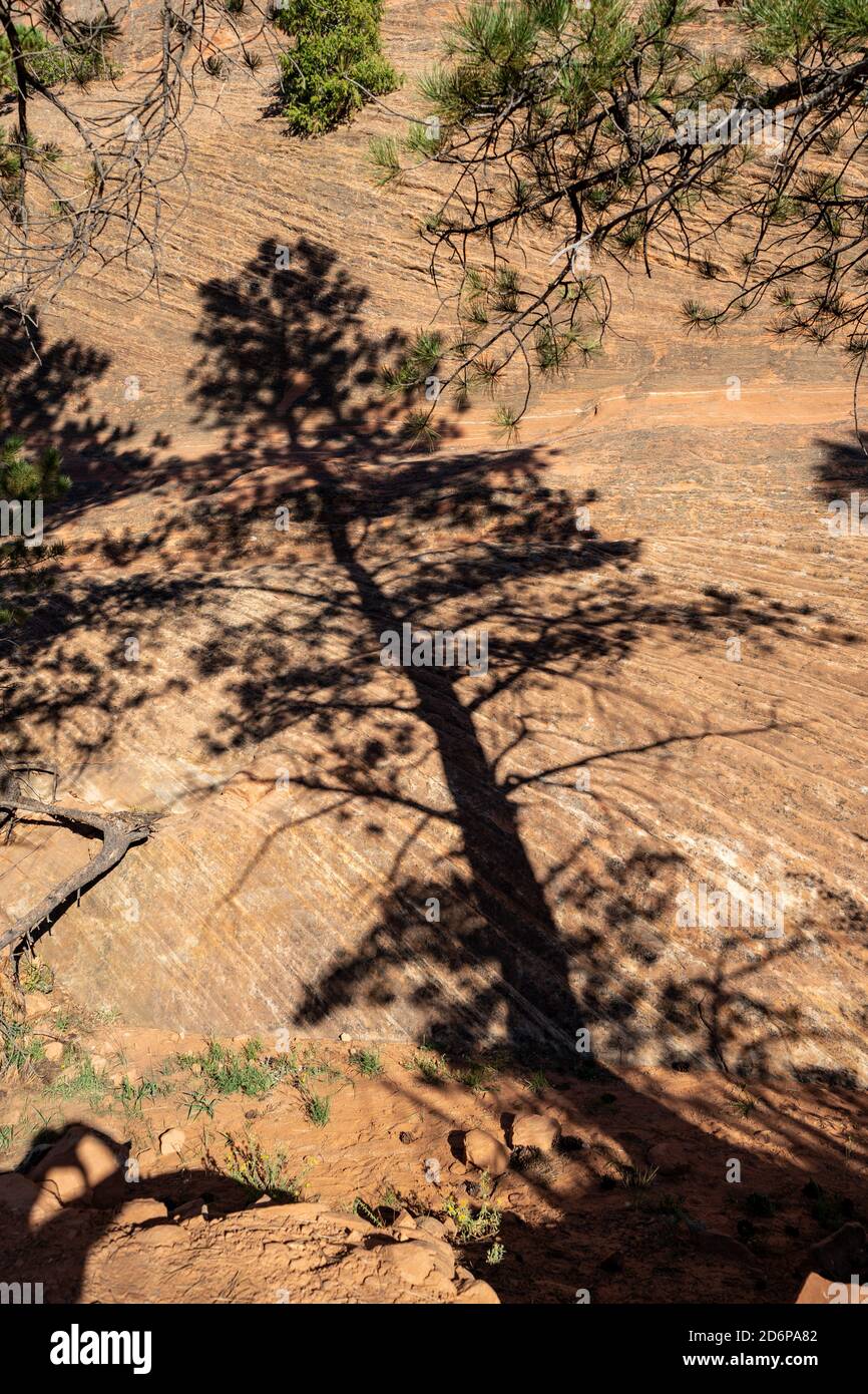 Shadow of a pine tree cast on the sandstone in Red Rocks open space in ...