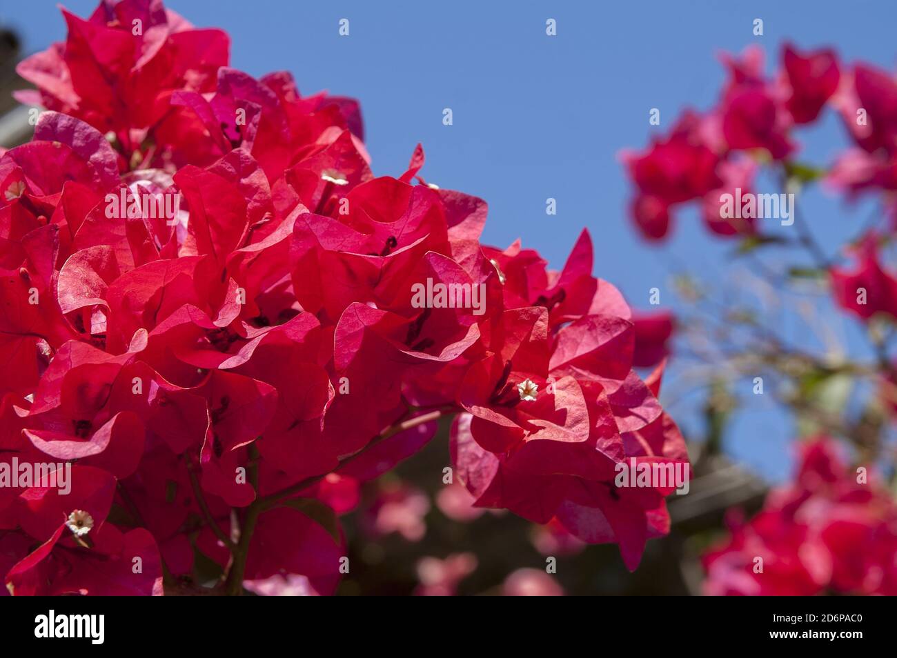 Arbusto de fondo hi-res stock photography and images - Alamy