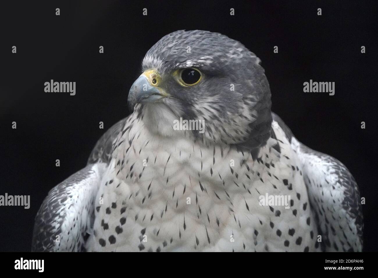 Largest of falcon species hi-res stock photography and images - Alamy