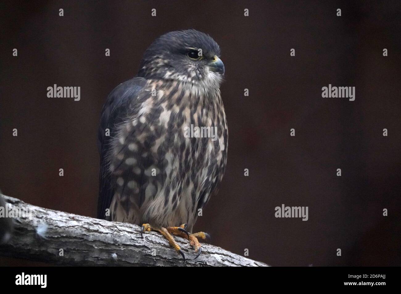 Merlin on perch Stock Photo - Alamy