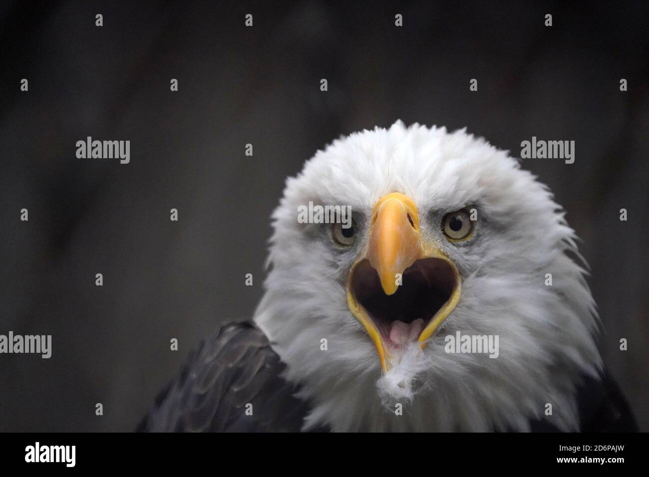 Bald eagle in captivity head hi-res stock photography and images - Alamy