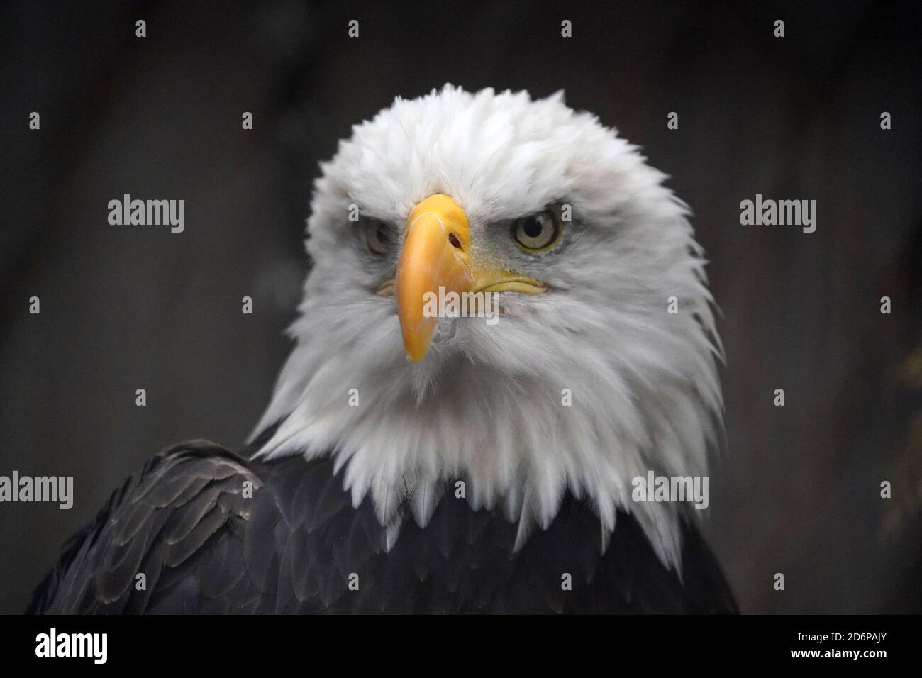 Bald Eagle closeup Stock Photo - Alamy