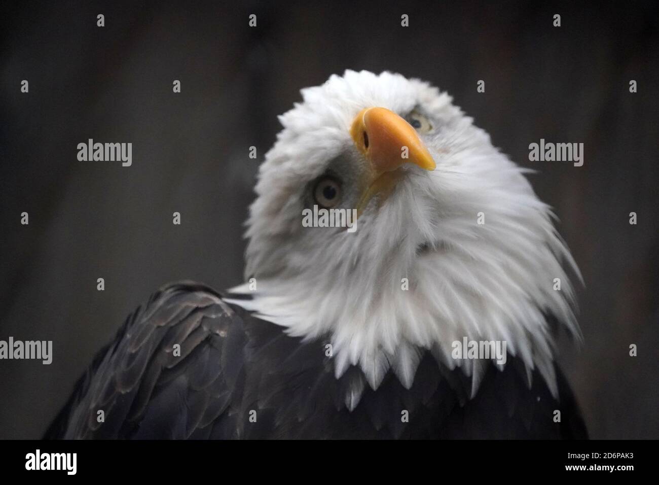 Bald Eagle closeup Stock Photo - Alamy