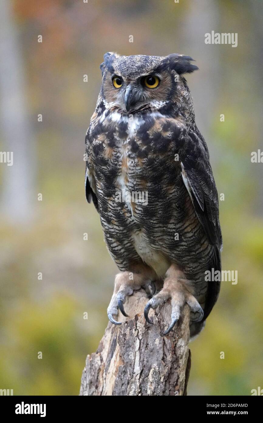 Birds with tufts on head hi-res stock photography and images - Alamy