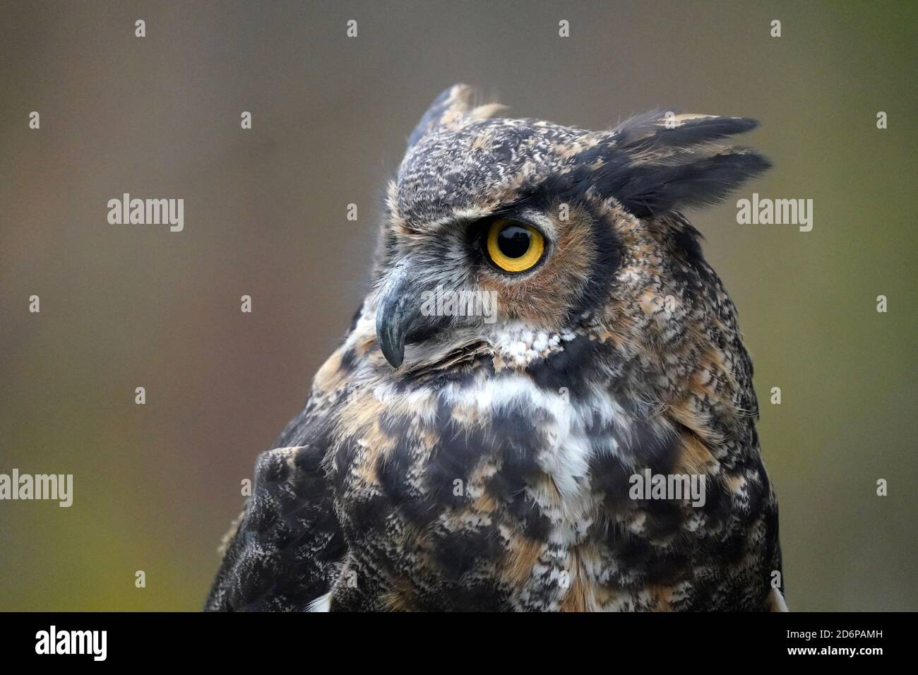 Birds with tufts on head hi-res stock photography and images - Alamy