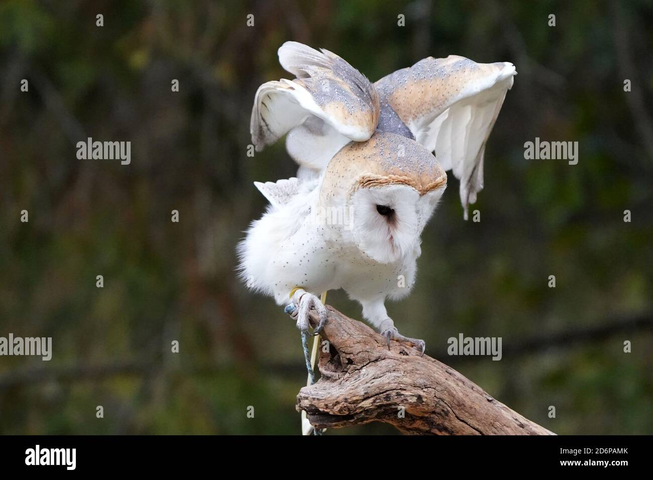 Barn owl on perch sitting and flapping Stock Photo - Alamy
