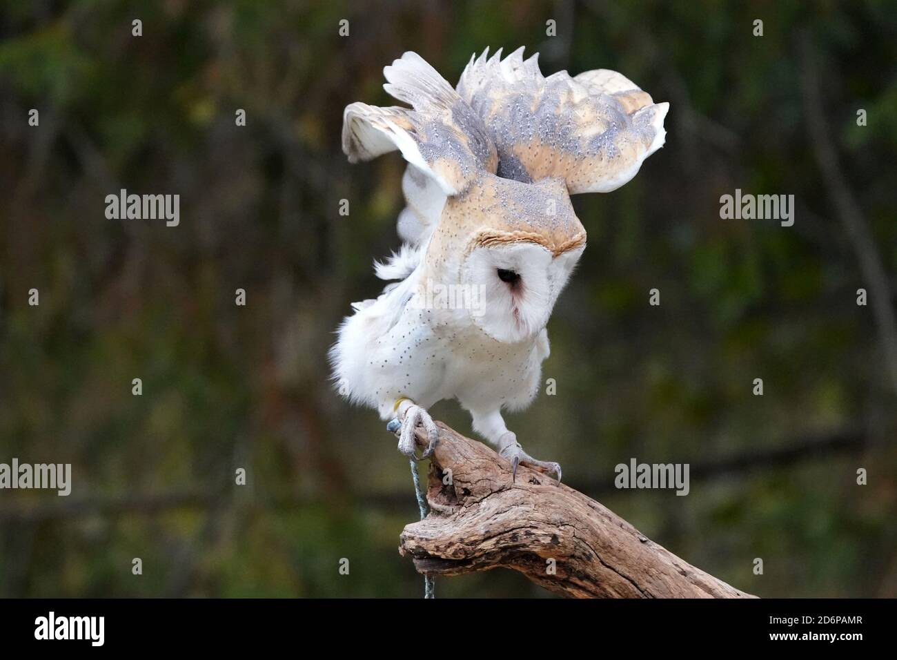 Barn owl on perch sitting and flapping Stock Photo - Alamy