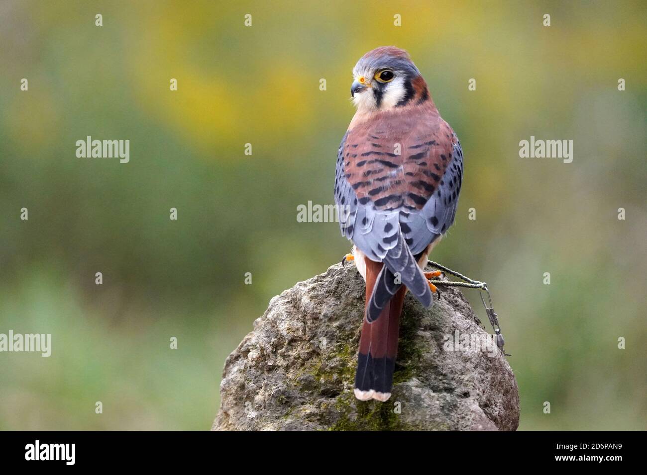Male Kestrel perched and flapping Stock Photo - Alamy