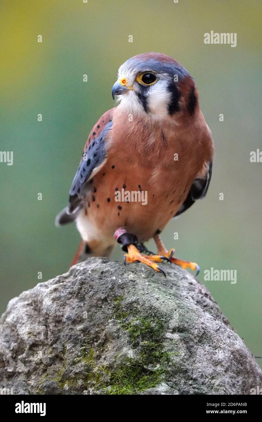 Male Kestrel perched and flapping Stock Photo - Alamy