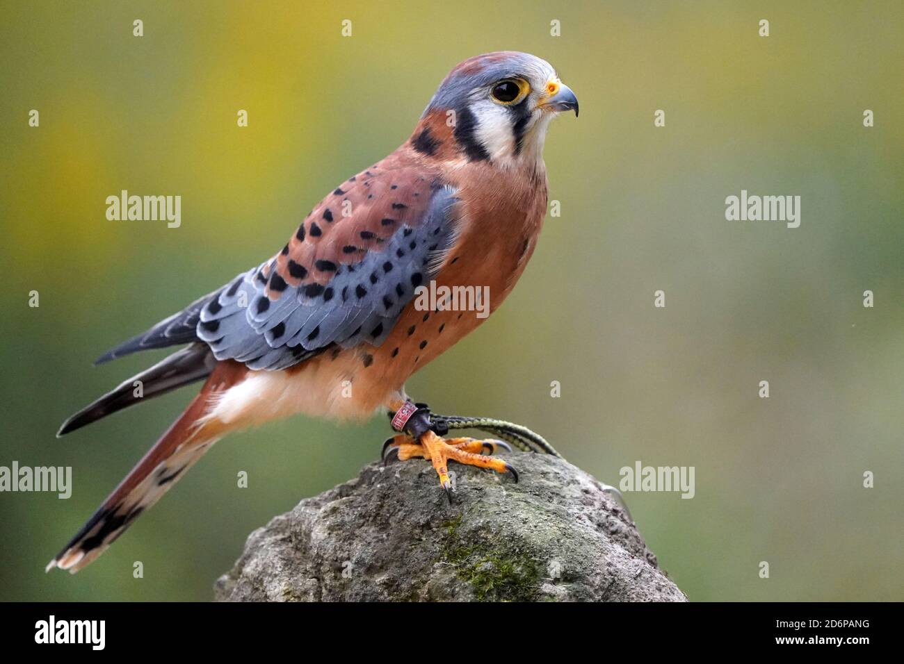 Kestrel diet hi-res stock photography and images - Alamy