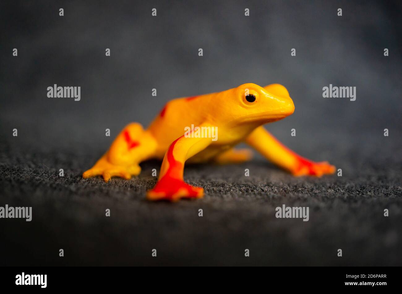 Closeup of a toy figurine of a yellow frog with red stripes Stock Photo ...