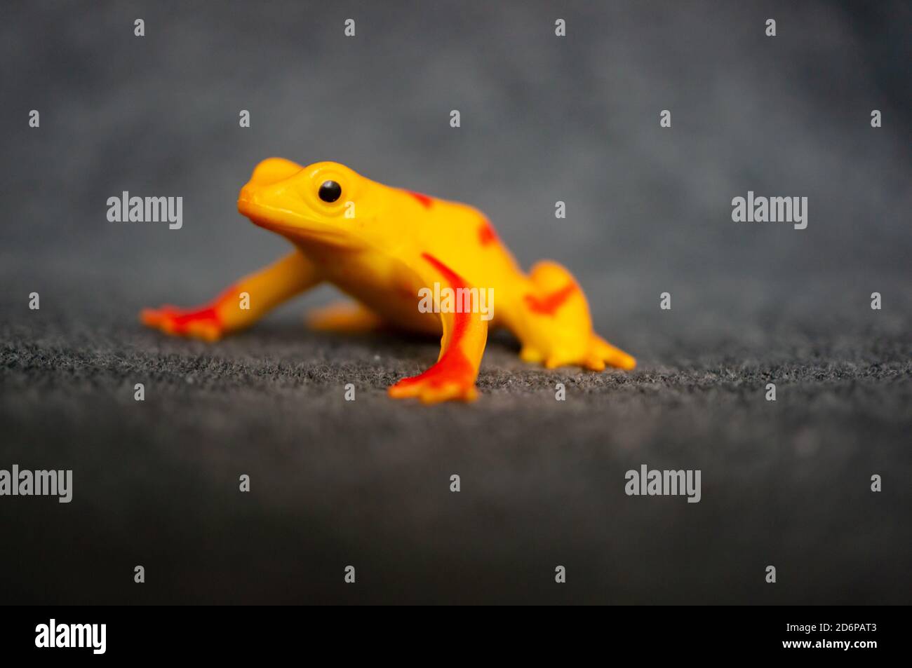 Yellow Frogs