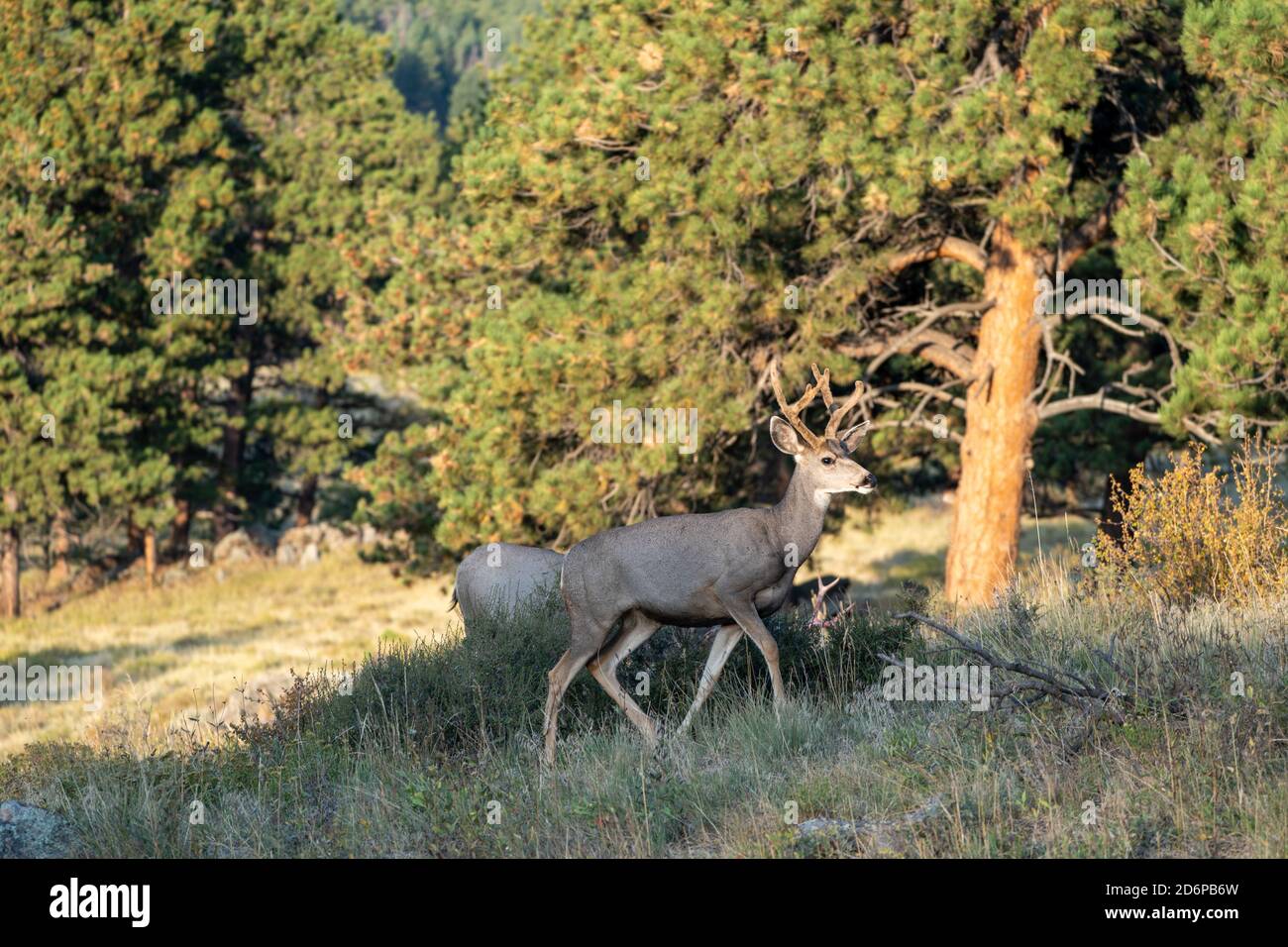 Deer roaming around in the early morning hours at Rocky Mountain ...