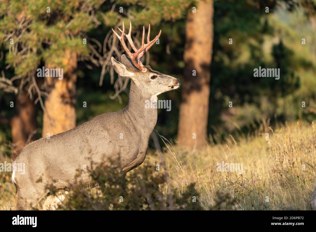 Deer roaming around in the early morning hours at Rocky Mountain ...