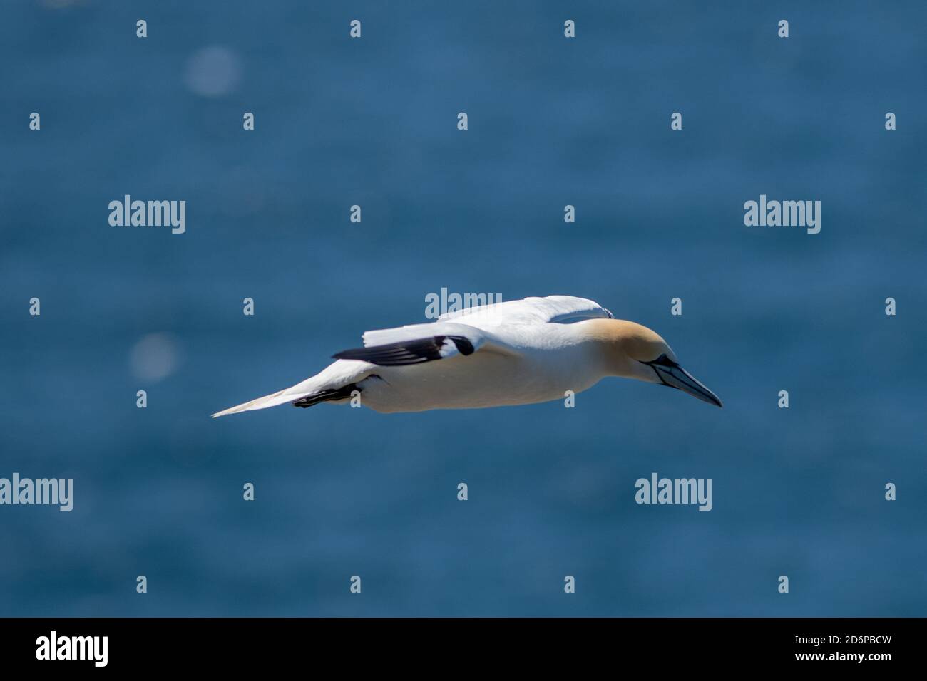 Long neck bird with yellow beak hi-res stock photography and images - Alamy
