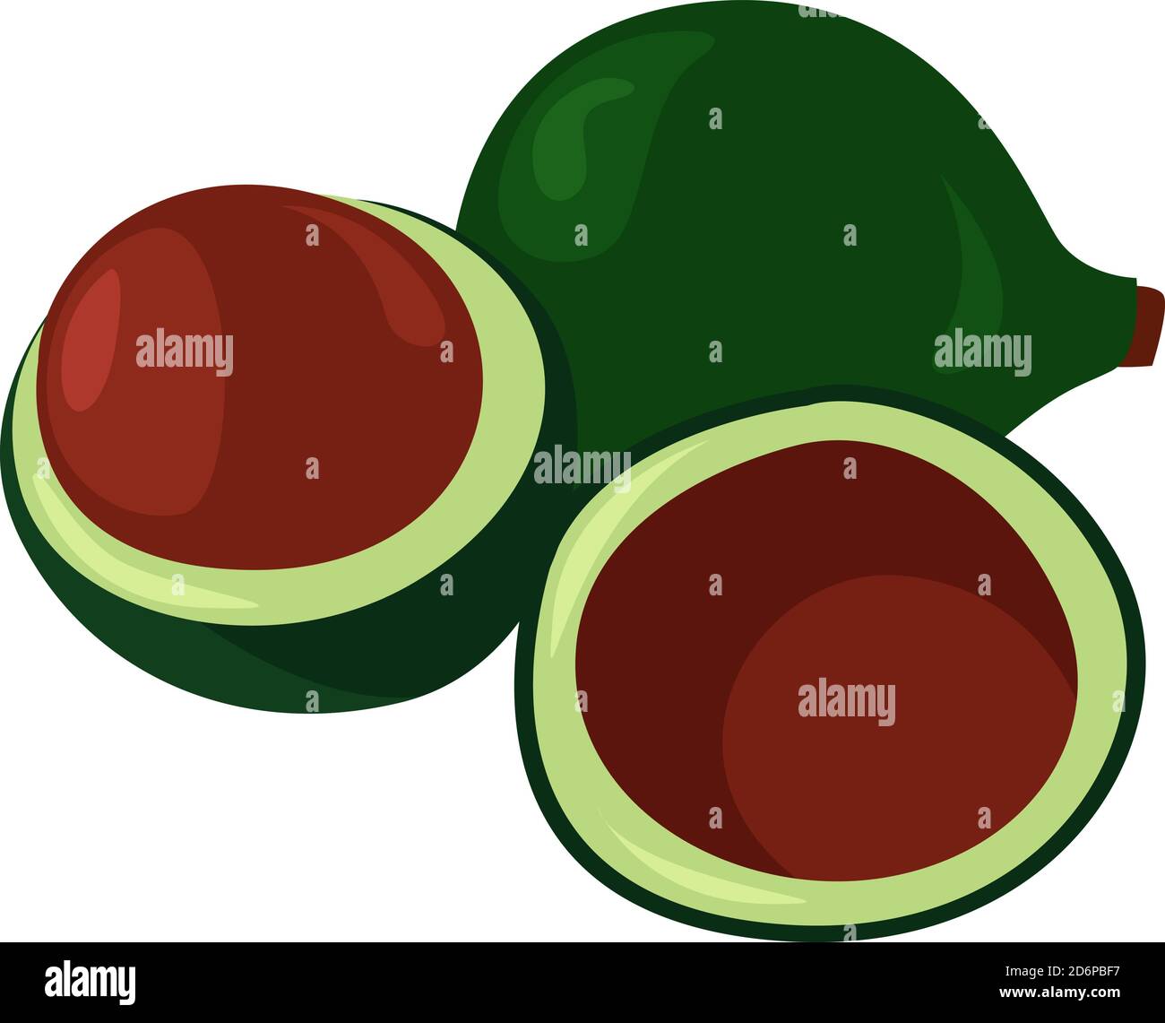 Green macadamia, illustration, vector on white background Stock Vector ...