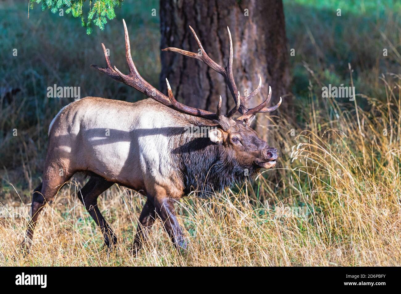 Large male Elk during the rut season in the pacific northwest Stock ...