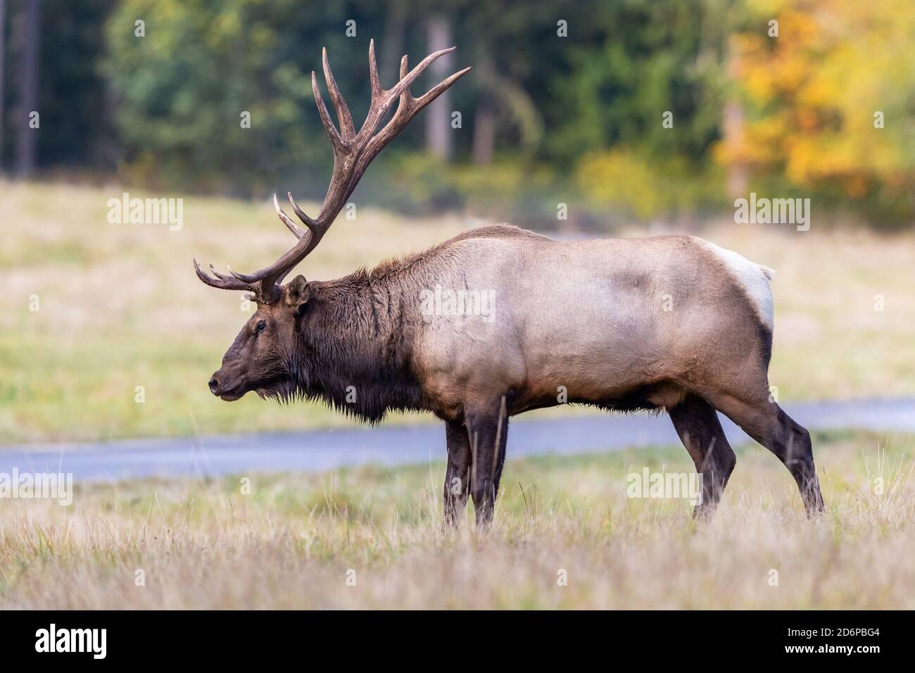 Large male Elk during the rut season in the pacific northwest Stock ...