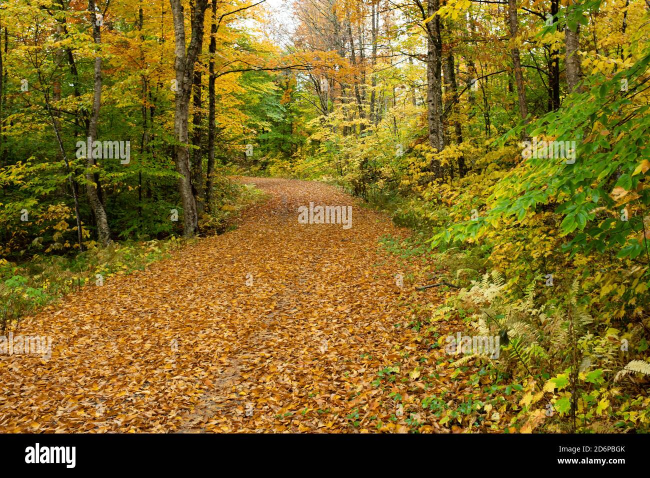A logging road in the Adirondack Mountains, NY wilderness covered with ...