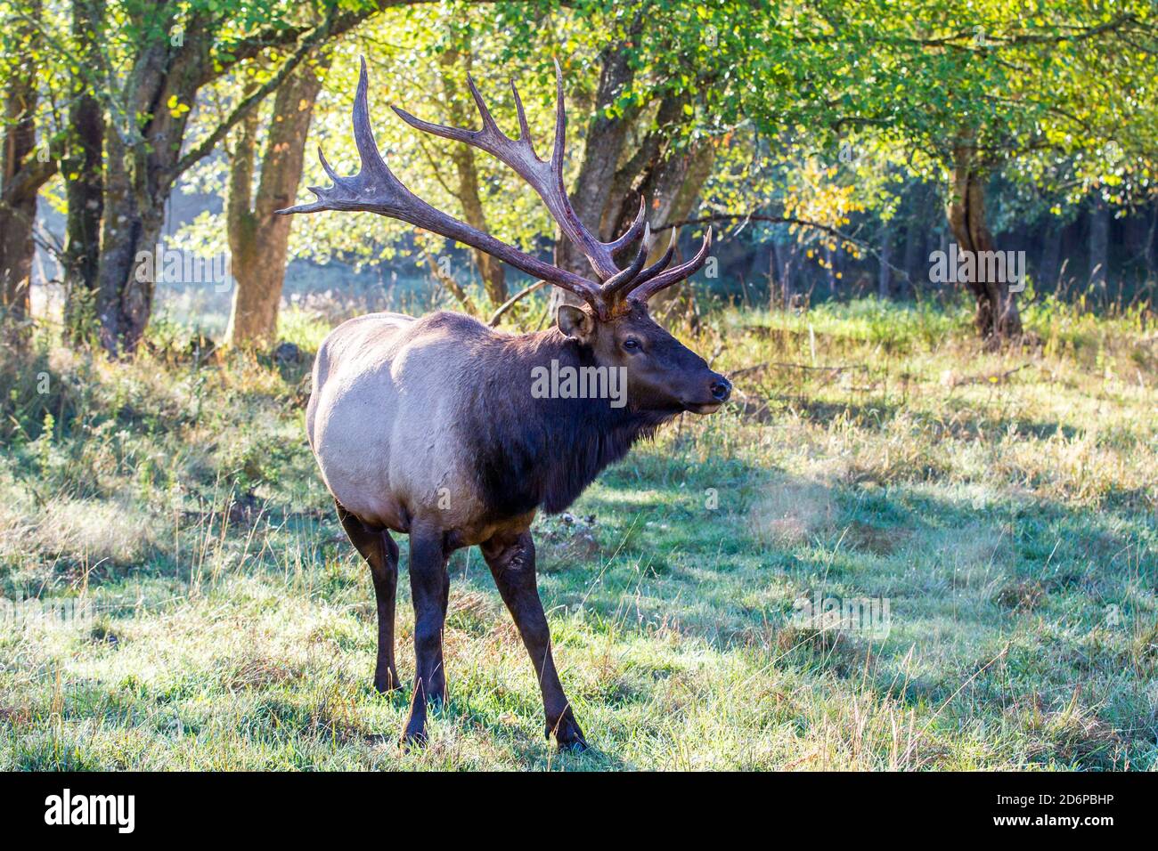 Large male Elk during the rut season in the pacific northwest Stock ...