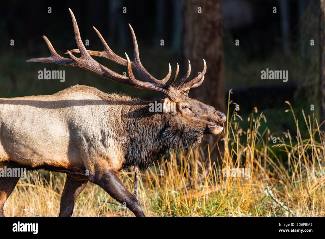 Large male Elk during the rut season in the pacific northwest Stock ...