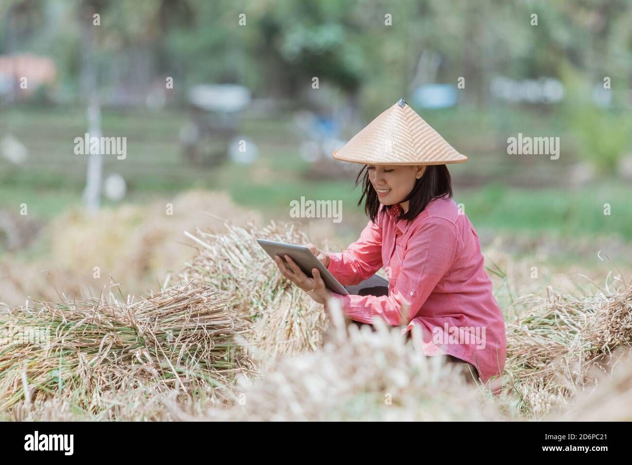 female farmers wear hats when squatting using tablets in the rice ...