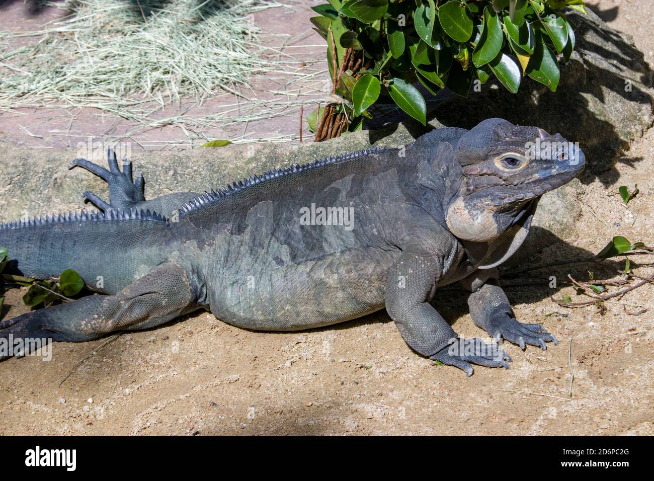 The rhinoceros iguana (Cyclura cornuta) is a threatened species of ...