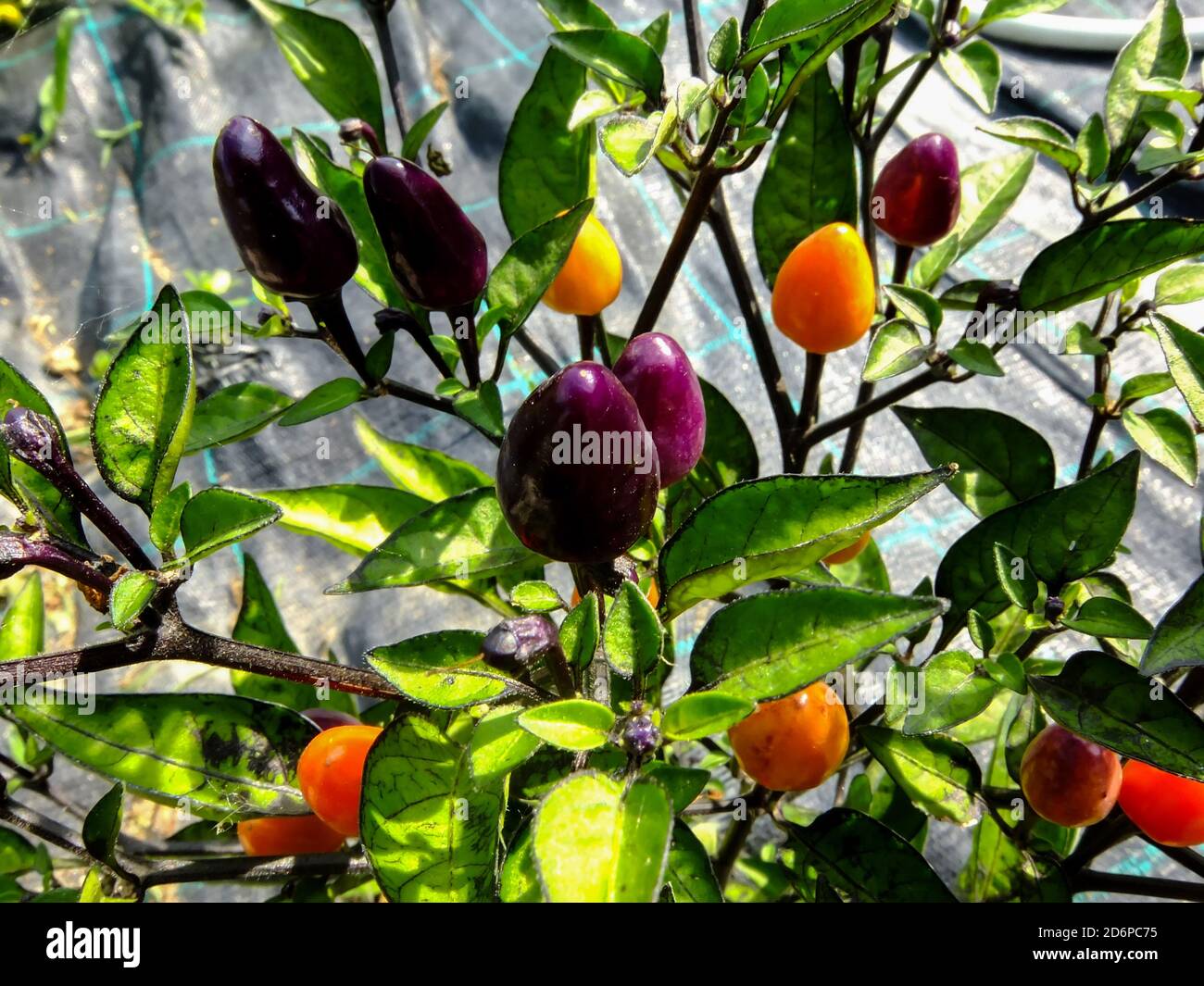 Multicolored chili pepper plant Stock Photo - Alamy