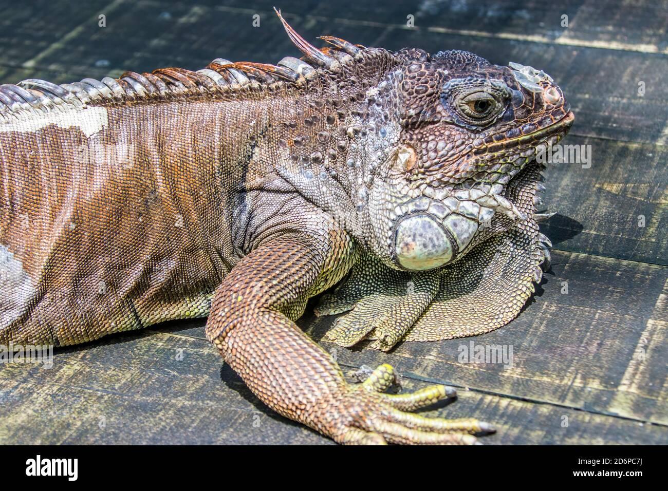 Red Green Iguana