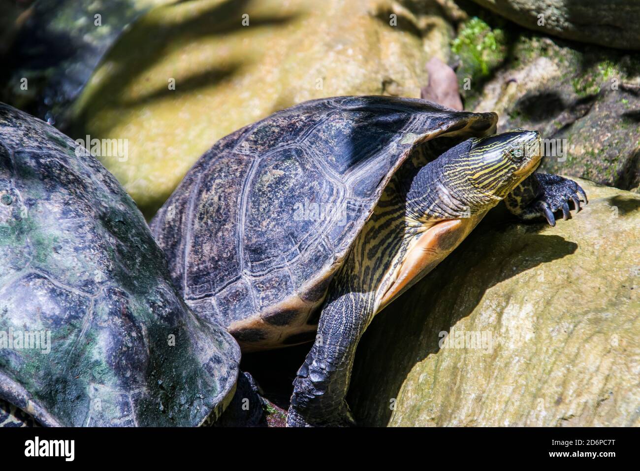 Yellow stripes on head and neck hi-res stock photography and images - Alamy