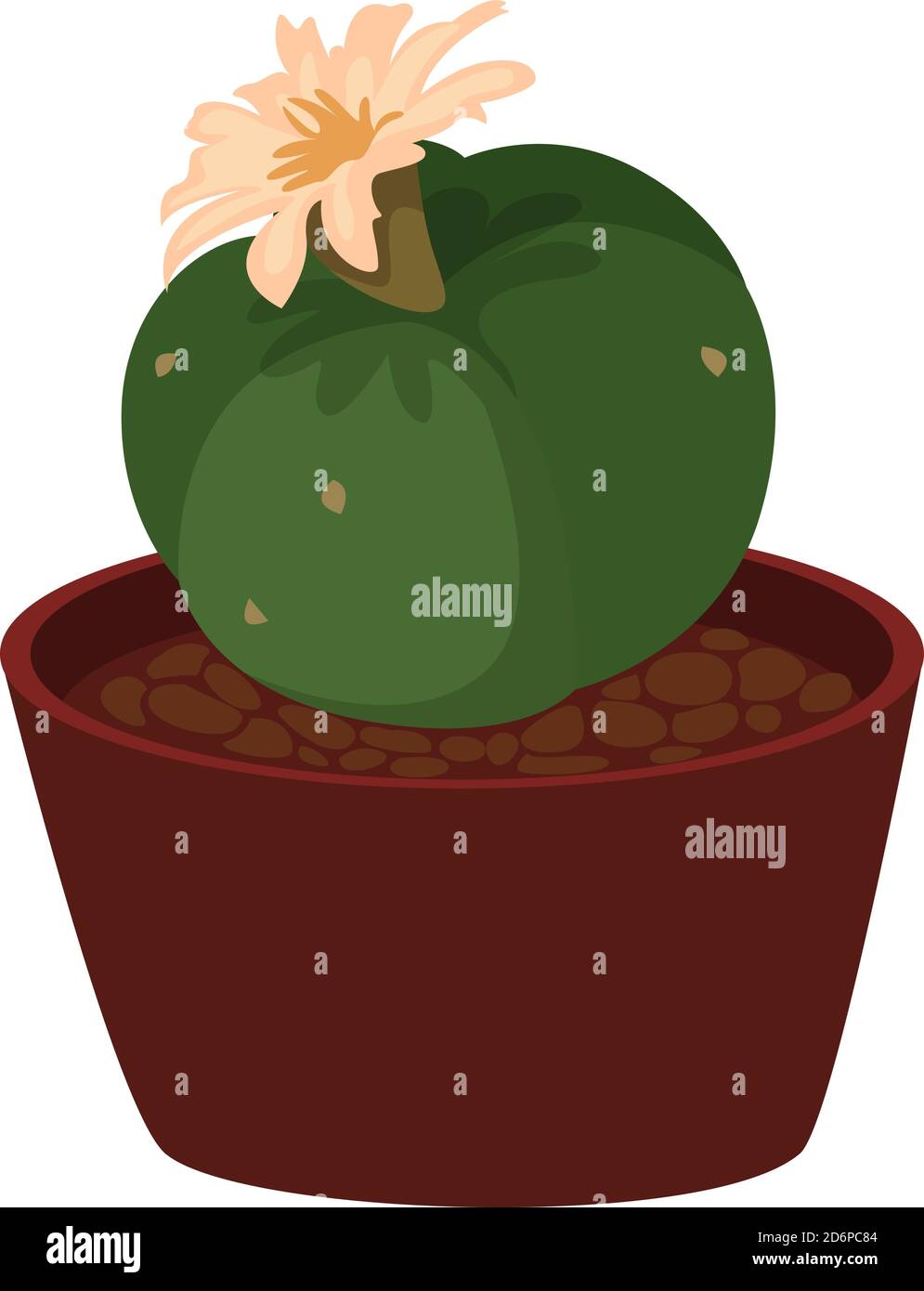 Round cactus, illustration, vector on white background Stock Vector ...