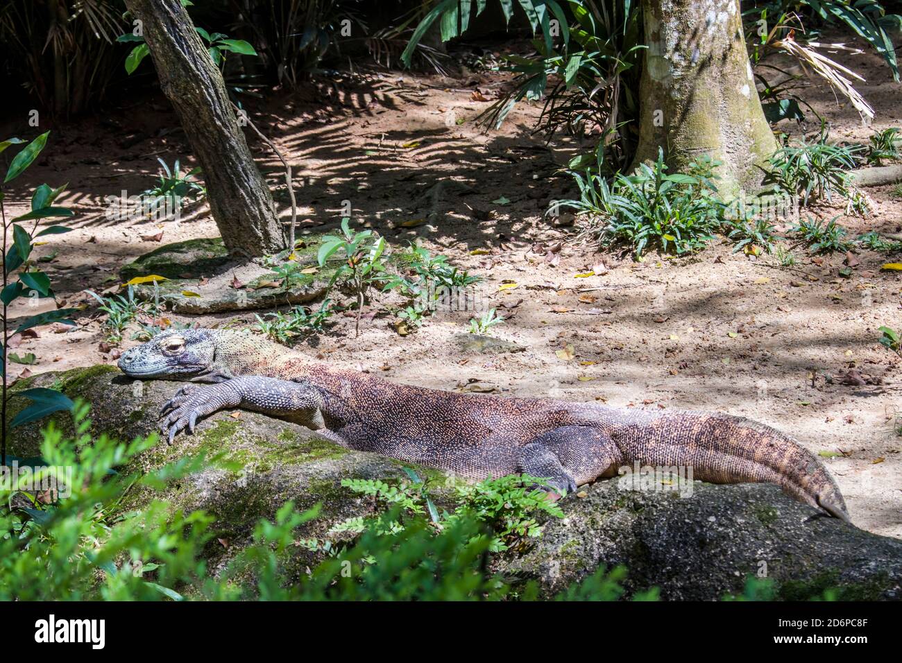 The Komodo dragon rests on the ground. it is also known as the Komodo ...