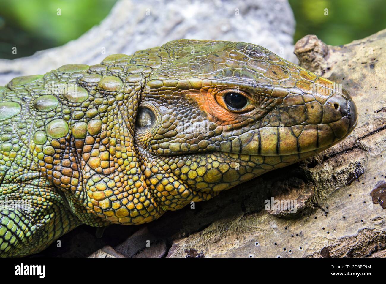 Caiman lizards hi-res stock photography and images - Alamy
