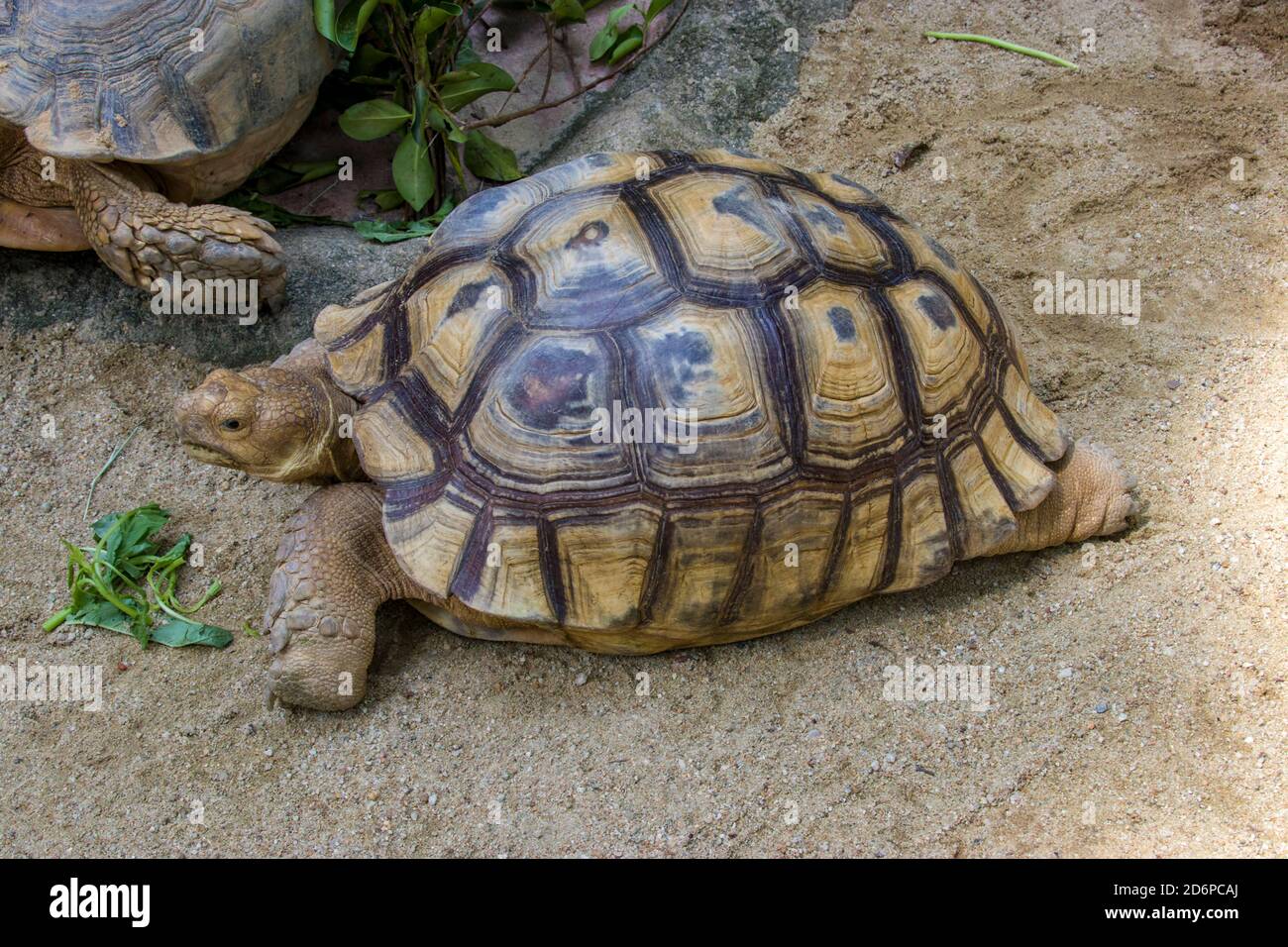 The African spurred tortoise (Centrochelys sulcata) is a species of ...